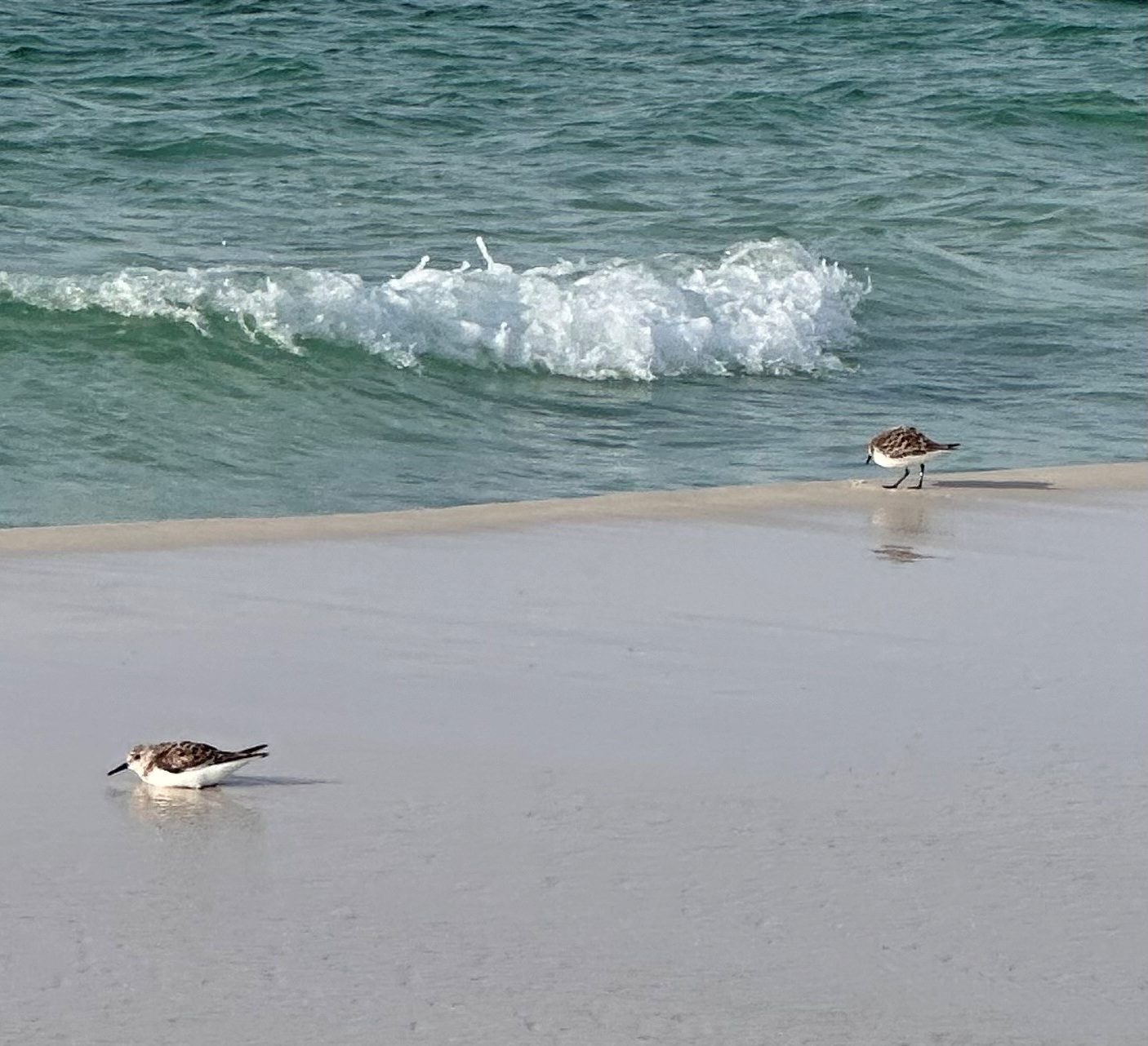 A Day at the Beach | Panhandle Outdoors
