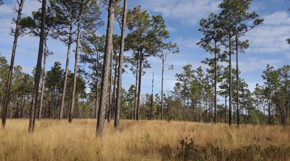 Longleaf Pine Savannas: Fall Flower Walk | Panhandle Outdoors