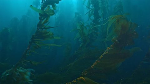 Marine Creatures of the Northern Gulf – Brown Algae | Panhandle Outdoors