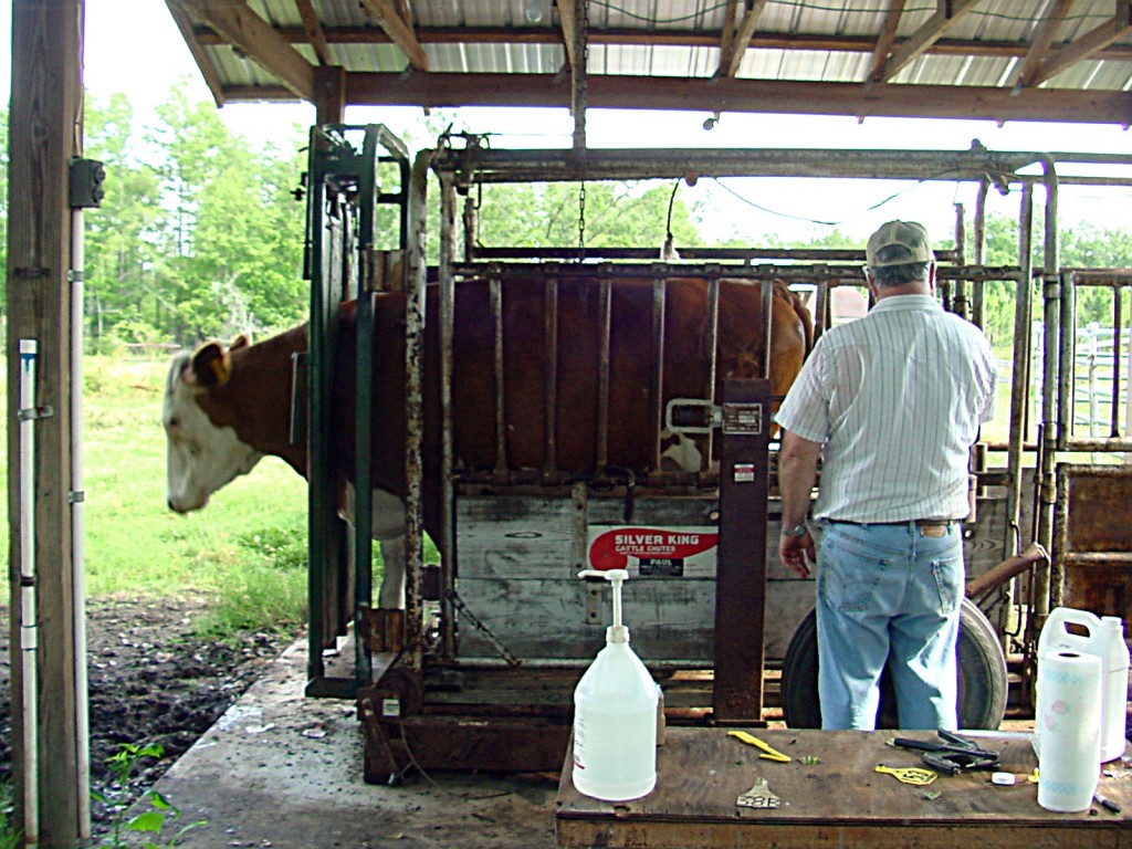 Follow BQA Guidelines When Treating and Selling Cows | Panhandle ...