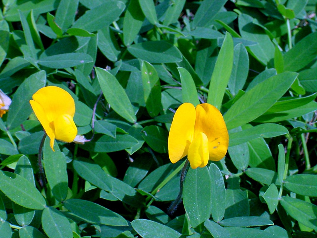 perennial peanut flower | Panhandle Agriculture