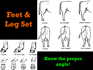 Tips to Prepare for Bull Buying Season | Panhandle Agriculture