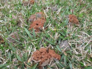 Spring Appearance of Ground Bees | Panhandle Agriculture