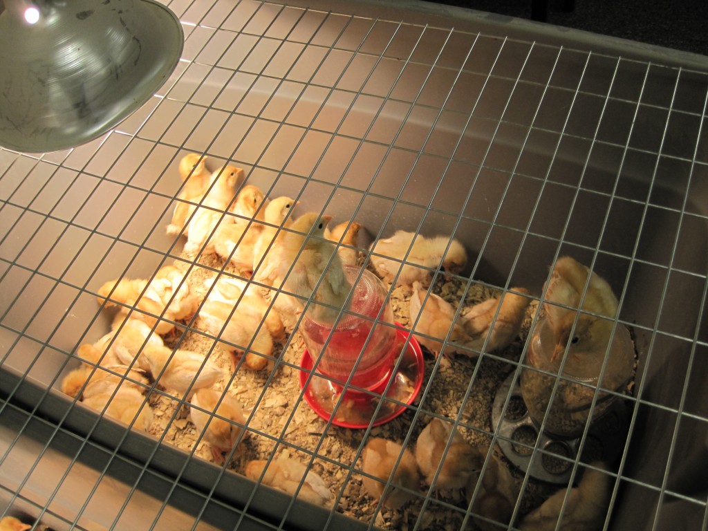 Poultry | Panhandle Agriculture