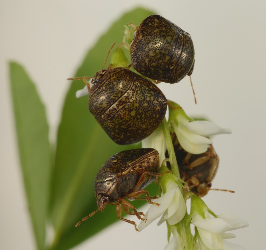 Kudzu Bugs in Washington County | Panhandle Agriculture