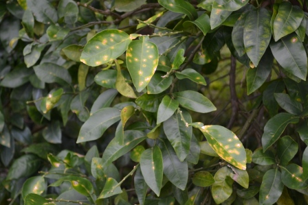 Citrus Canker found in Northwest Florida | Panhandle Agriculture