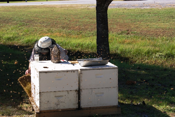 Panhandle Beekeeping Field Day and Trade Show a Success | Panhandle ...