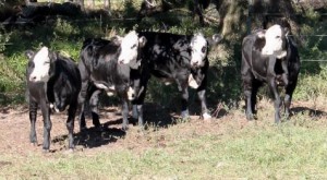 Maximizing Revenue with Calf Management | Panhandle Agriculture