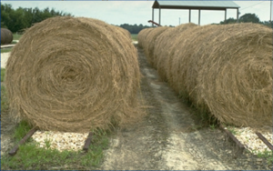 Making the Best of a Bad Situation – Storing Large Round Hay Bales ...