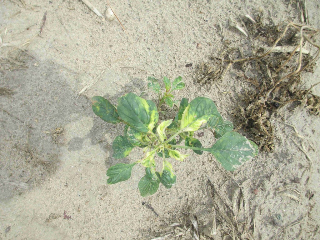 Timing is Critical for Palmer Pigweed Control | Panhandle Agriculture