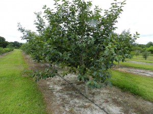 Oriental Persimmons Varieties for North Florida | Panhandle Agriculture