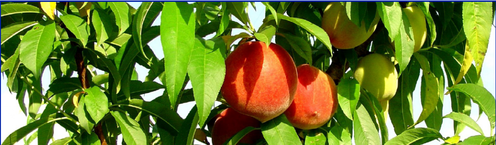 peach header | Panhandle Agriculture