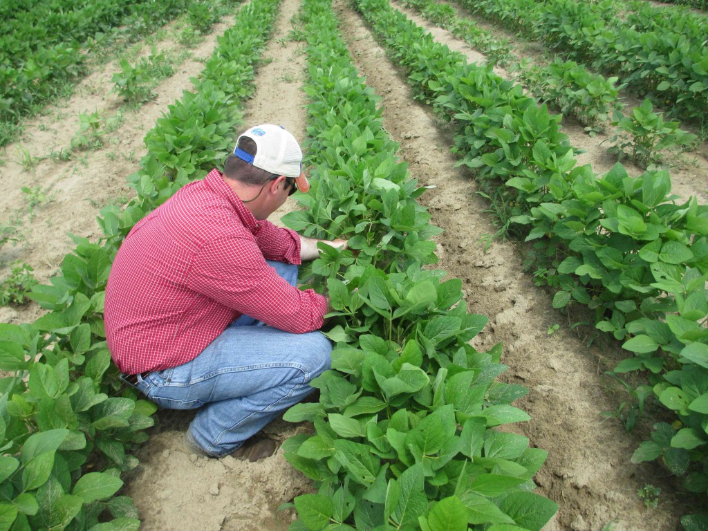 Insect Problems Accelerate this Week in Crops | Panhandle Agriculture