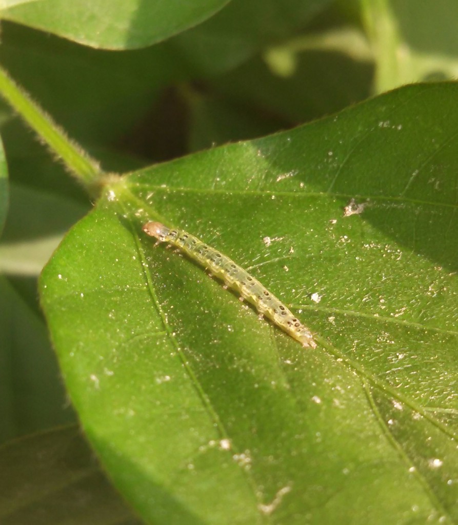 Time to Spray Soybeans for Insect Pests and Disease | Panhandle Agriculture