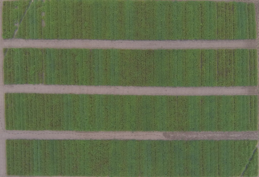 Update On 2014 Peanut Leaf Spot Fungicide Trials In Citra Fl Panhandle Agriculture