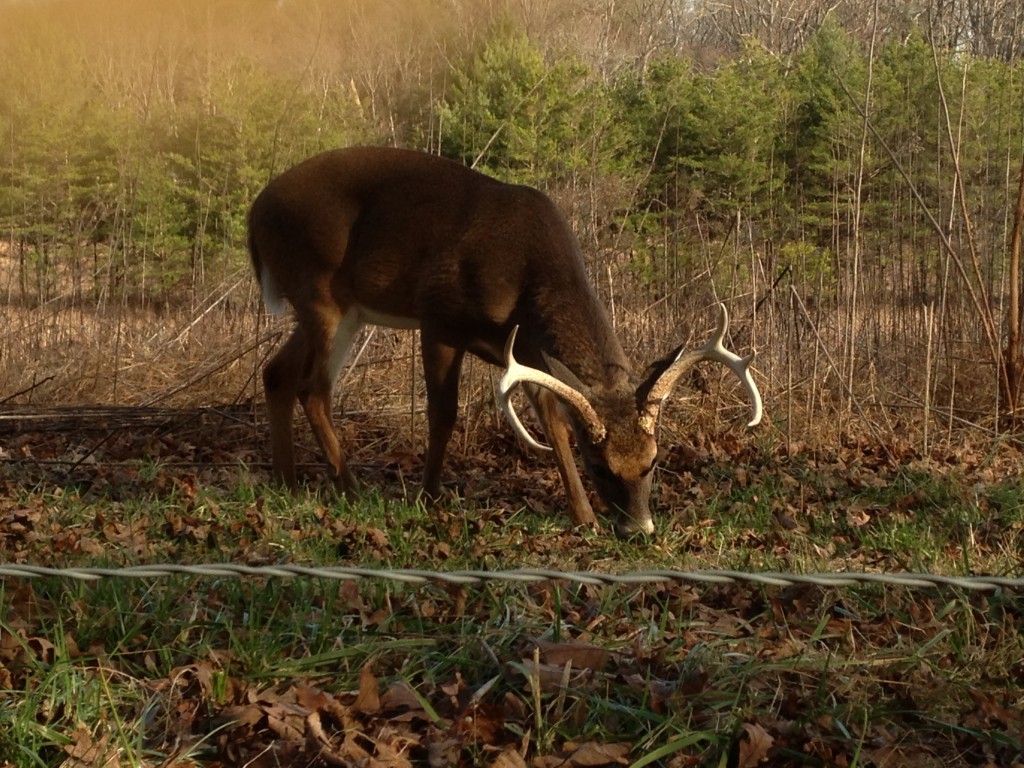 buck grazing | Panhandle Agriculture