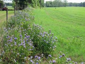 Spiderwort: A Troublesome Weed Invading North Florida Hay Fields and ...