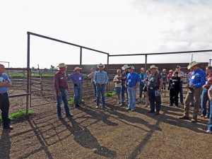 The “Bud Box” and Double Alley Design for Cattle Pens | Panhandle ...