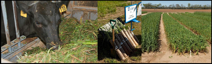 NFREC Beef & Forage Day | Panhandle Agriculture