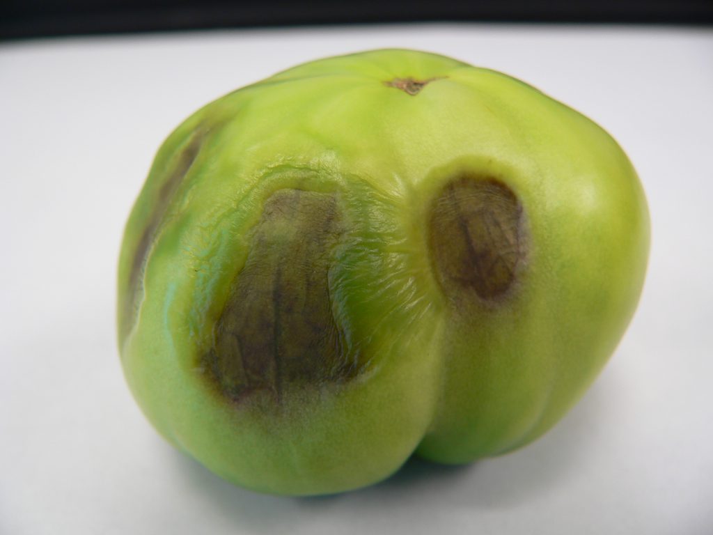 Beware of the Upcoming Heat – Drought Stress in Vegetables | Panhandle ...