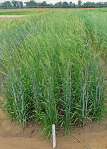 2019 Cool-Season Forage Variety Recommendations for Florida | Panhandle Agriculture