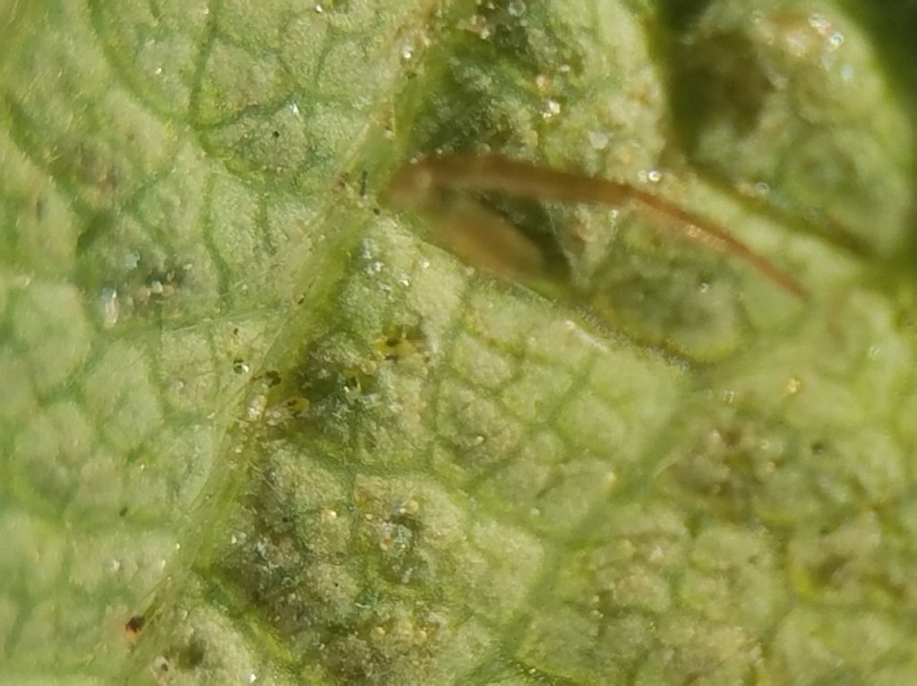 Arthropod Pests of Strawberries | Panhandle Agriculture