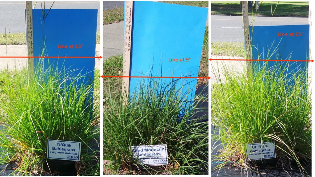 Spring Growth Differences in Bahiagrass Varieties | Panhandle Agriculture