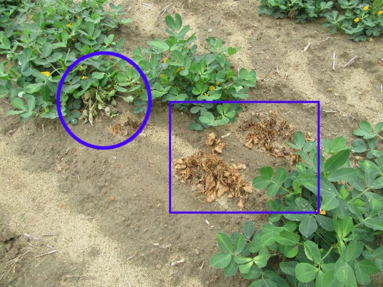 Crown Rot Creeps In | Panhandle Agriculture