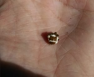 Kudzu Bugs Arriving in High Numbers in Legume Crops | Panhandle Agriculture