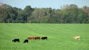 Time to Order Cool-Season Forage Seeds | Panhandle Agriculture