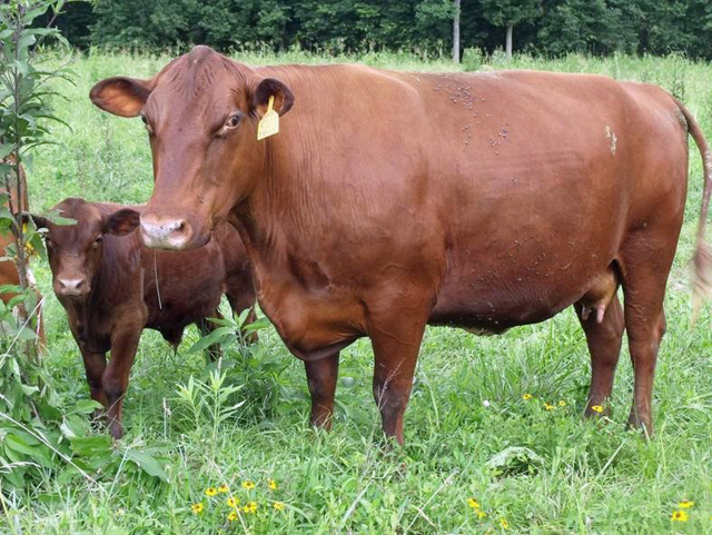 Goodchild pair | Panhandle Agriculture