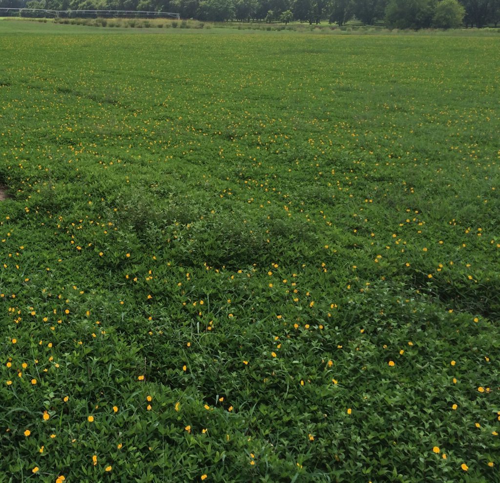 Perennial Peanut, A Great Choice for Panhandle Pastures and Landscapes | Panhandle Agriculture