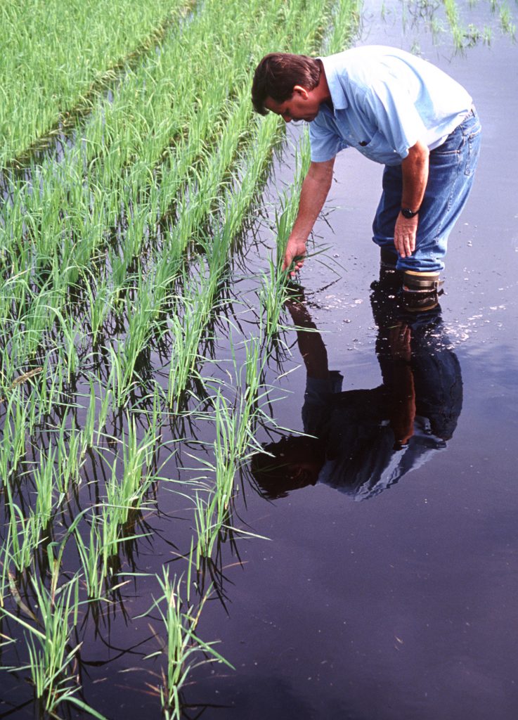 Rice Production in Florida – a Minor, yet Uniquely Valuable Crop ...