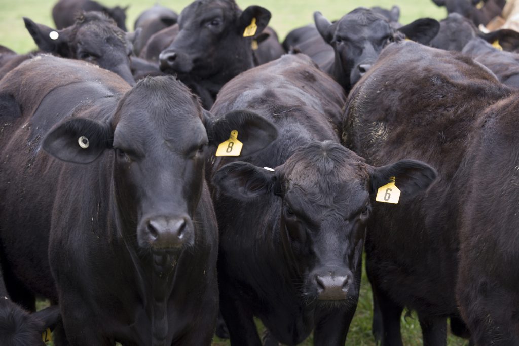 How Many Replacement Heifers Should You Keep at Weaning? | Panhandle ...