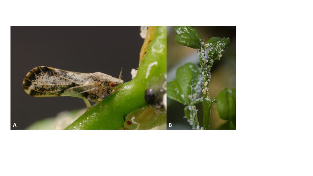 Disease Alert: Citrus Greening and Asian Citrus Psyllids found in the ...