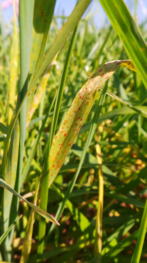 Field Report: Sick Oats in the Panhandle | Panhandle Agriculture