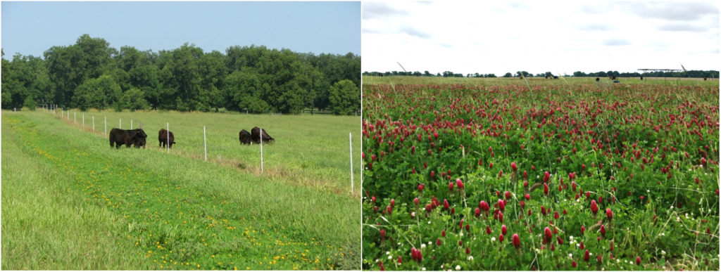 Ecosystem Services provided by Grass-Legume Pastures | Panhandle ...