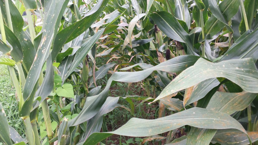 Southern Rust Identified in Corn – Be Vigilant & Scout | Panhandle ...