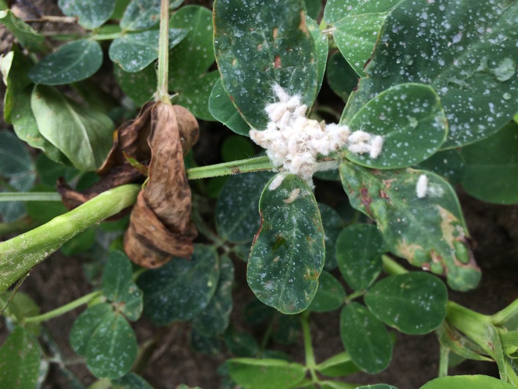 Beneficial Parasitic Wasps in Peanuts | Panhandle Agriculture