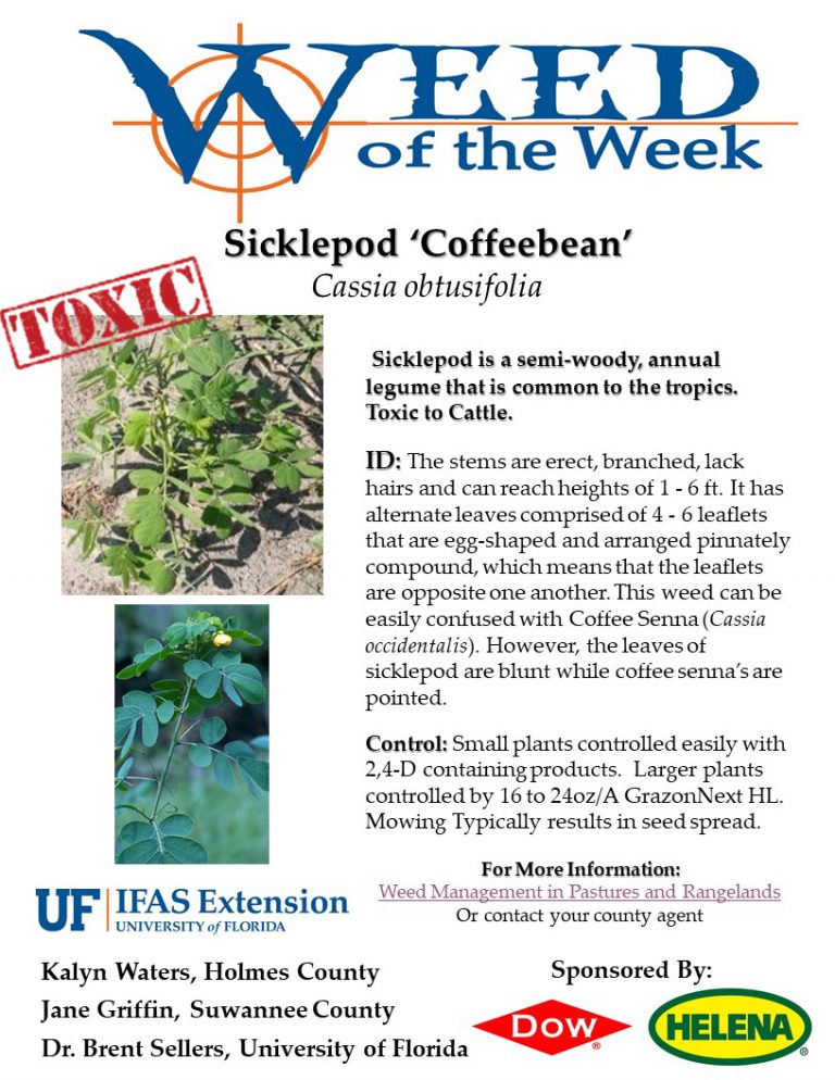 Weed of the Week: Sicklepod | Panhandle Agriculture