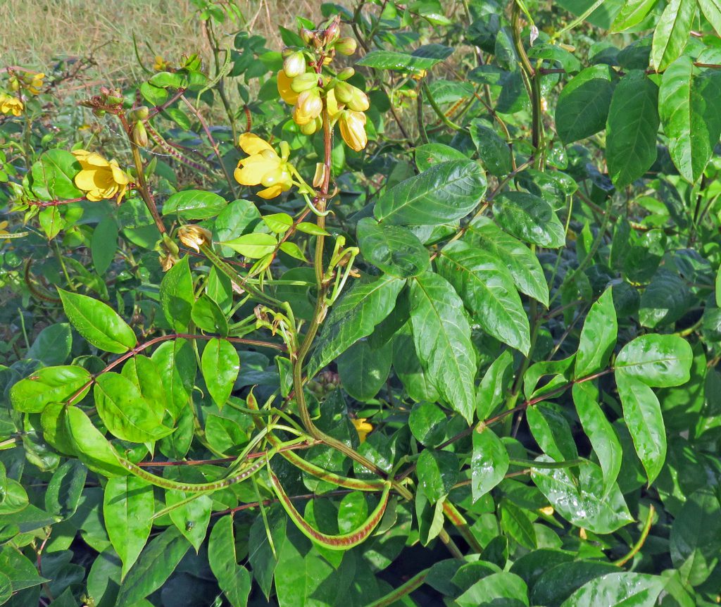 Weed of the Week: Coffee Senna | Panhandle Agriculture