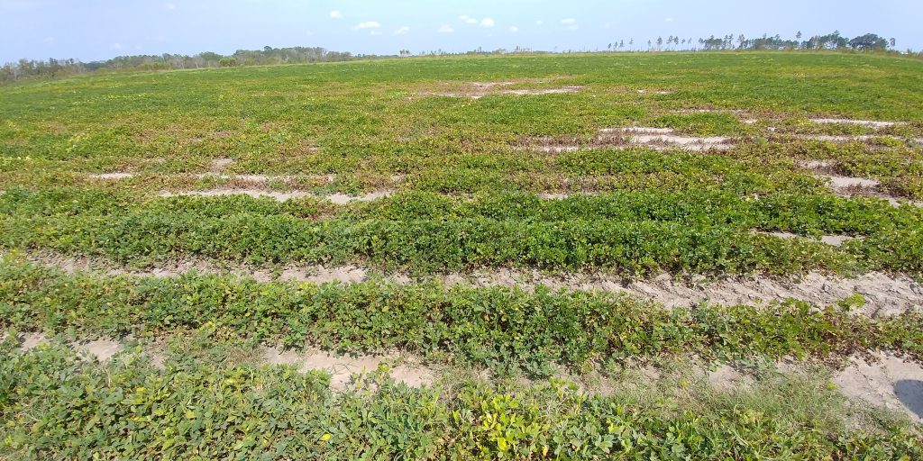 Why is Nematode Damage Patchy in Crop Fields? How Does this Affect ...