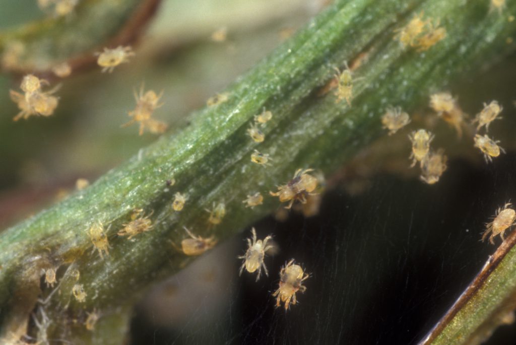 Insecticide Applications Can Inadvertently Cause Citrus Mite Outbreaks ...
