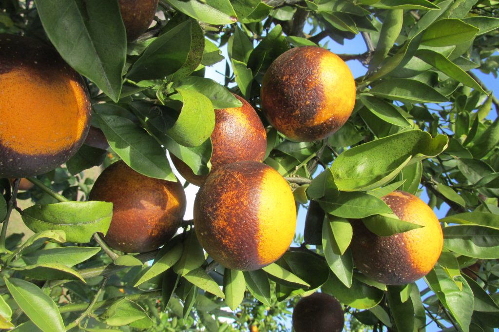 Insecticide Applications Can Inadvertently Cause Citrus Mite Outbreaks ...