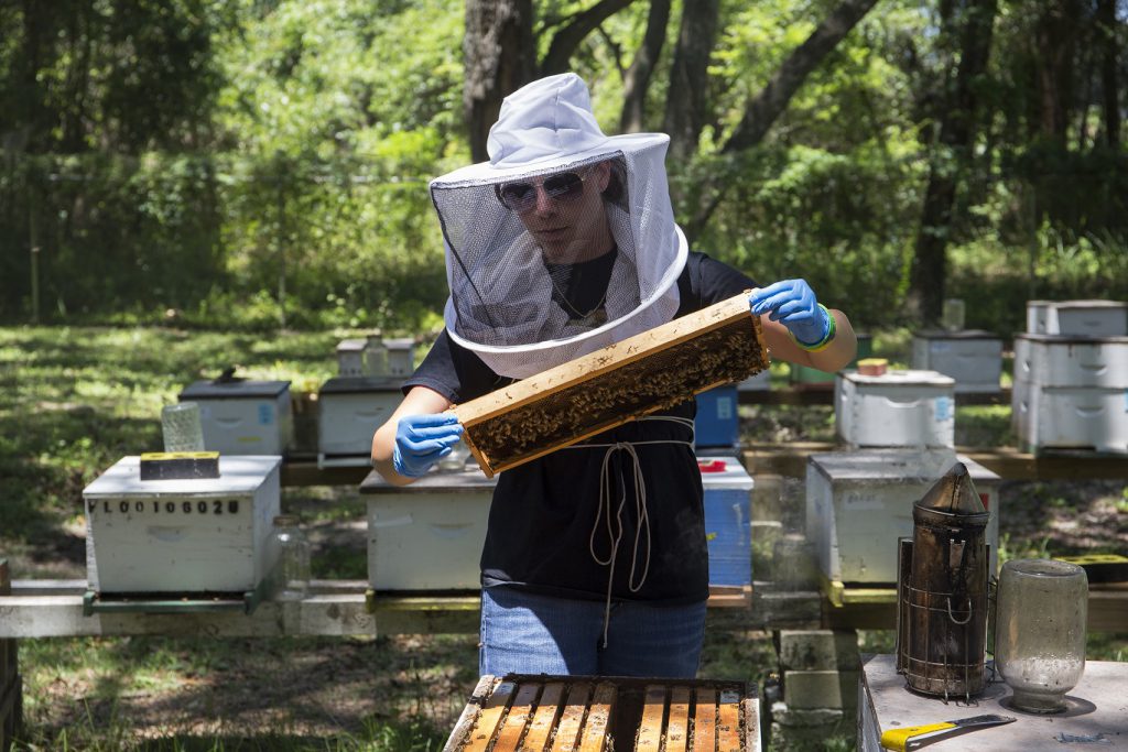 UF Apprentice Beekeeper Training Now Available Online | Panhandle Agriculture