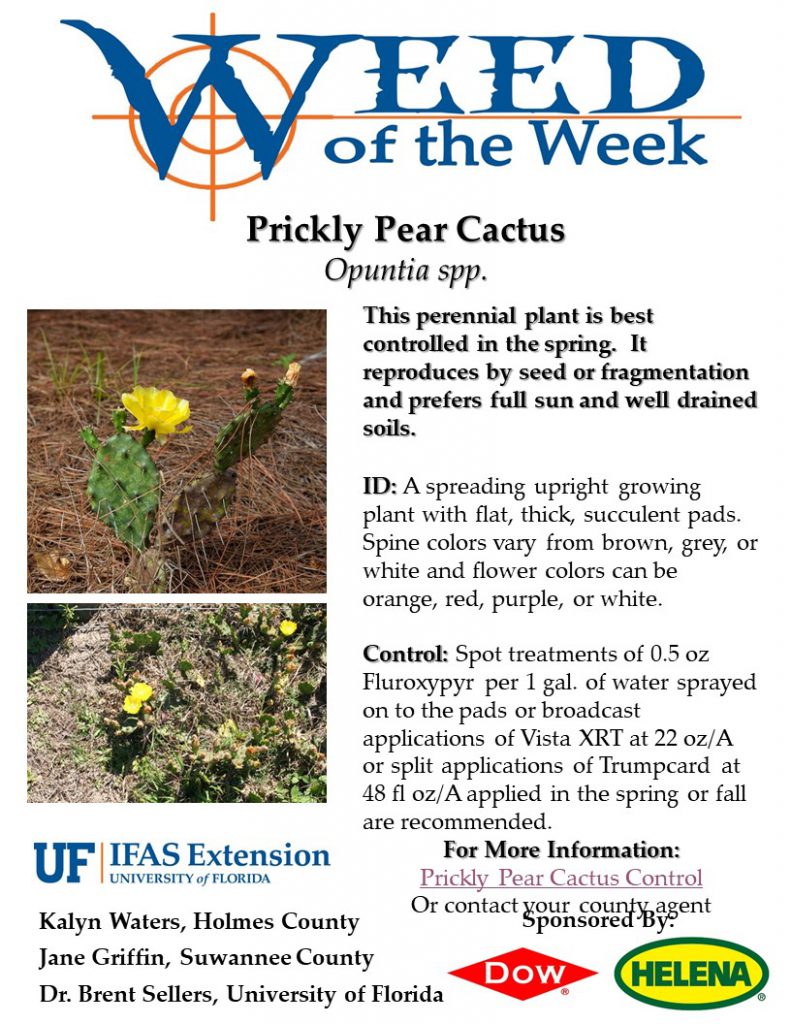 Weed of the Week: Prickly Pear Cactus | Panhandle Agriculture