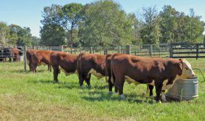 Beef Cattle Genetic Selection Terminology | Panhandle Agriculture