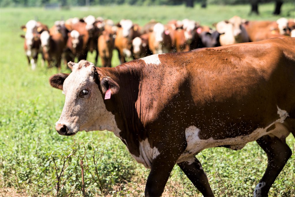 Fly Control is Important for Cattle Herds Over the Summer | Panhandle ...