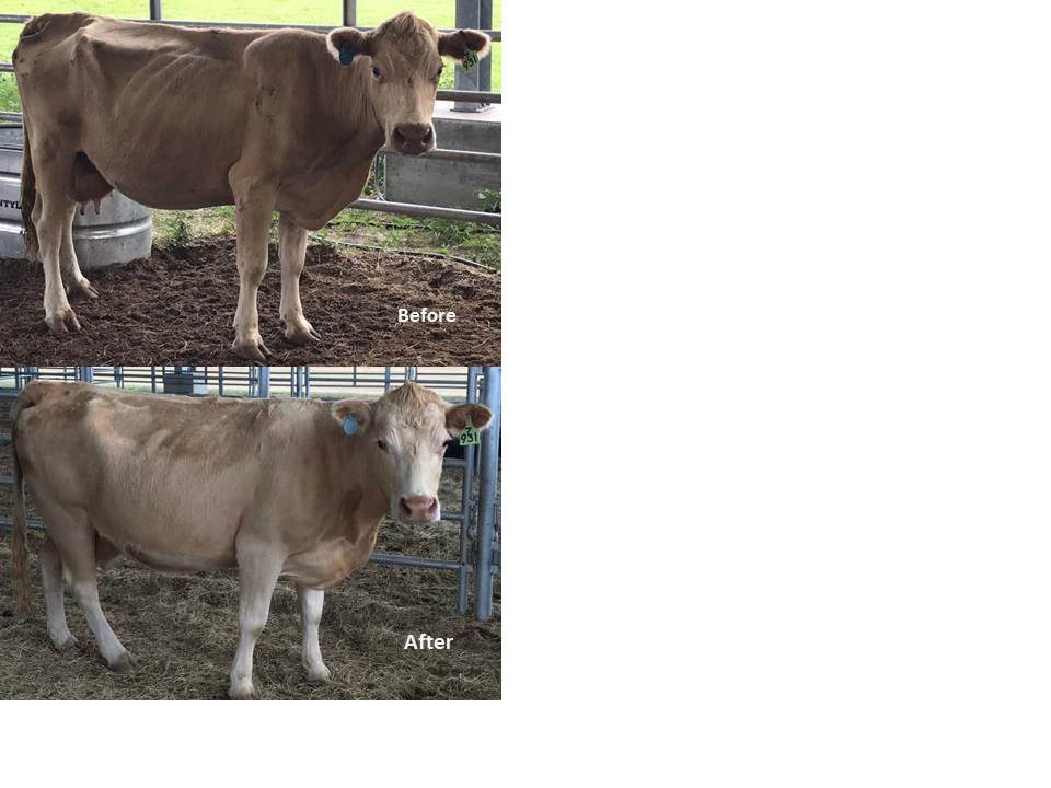 Berfore After Cow | Panhandle Agriculture