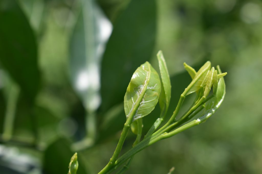 Understanding Flush Cycles for Citrus Leafminer Management | Panhandle ...
